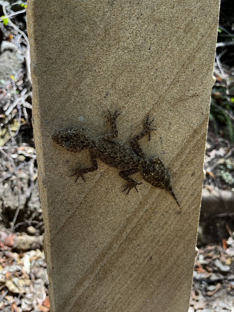 Broad-tailed Gecko from Royal National Park, Lilyvale, NSW, AU on ...