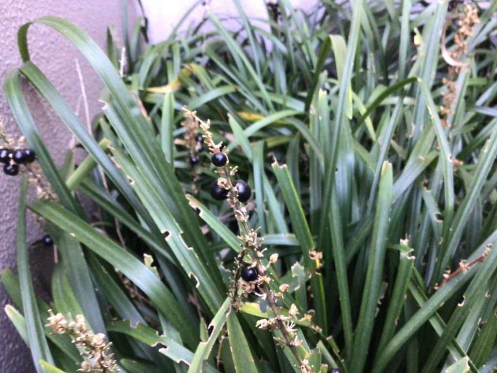 Dwarf Lily-turf in December 2024 by weitianjunwen. 学名はOphiopogon ...