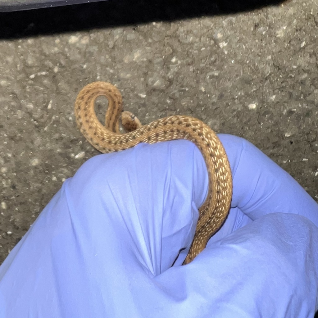 DeKay's Brownsnake from Armstrong Rd, Guy, TX, US on September 13, 2024 ...