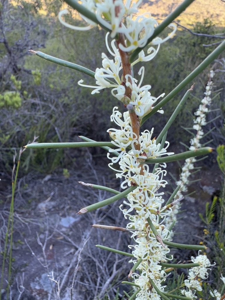 Dagger Hakea from Blue Mountains National Park, Blue Mountains National ...