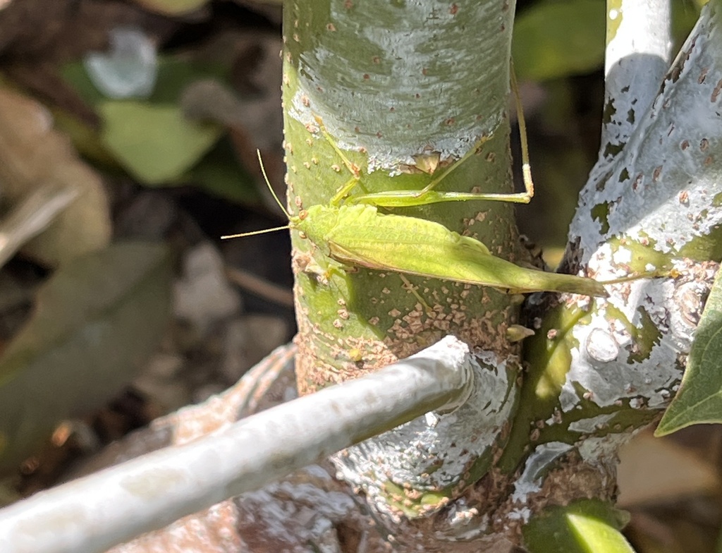 Mediterranean Katydid from Alta Mesa Rd, Wilton, CA, US on November 30 ...