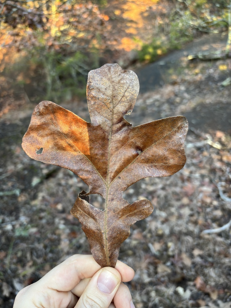 post oak in December 2024 by Jack Looney · iNaturalist