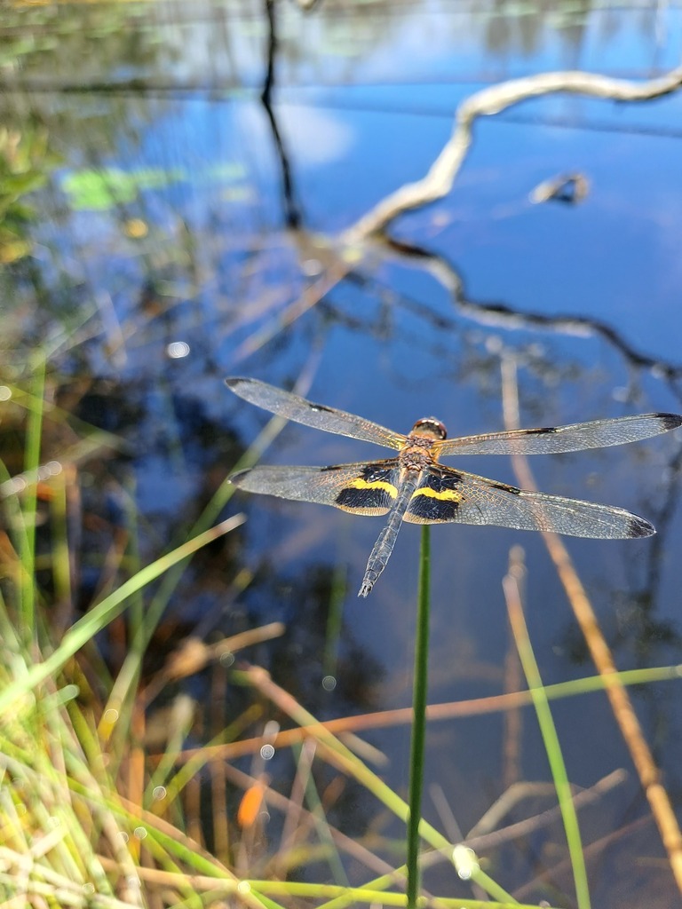 Yellow-striped Flutterer from CFF9+7P North Stradbroke Island QLD ...