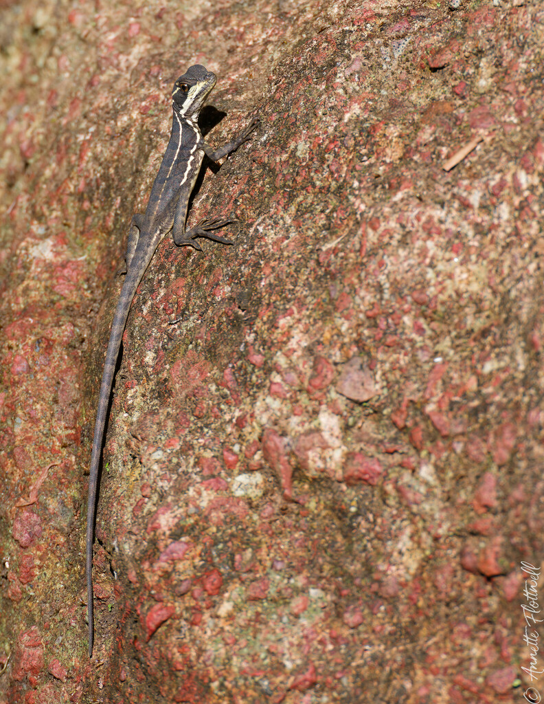 Common Basilisk from Camino de La Palma on December 18, 2024 at 10:52 ...