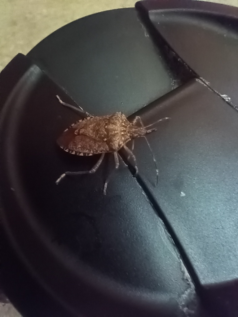 Brown Marmorated Stink Bug from Vermillion County, IN, USA on December ...