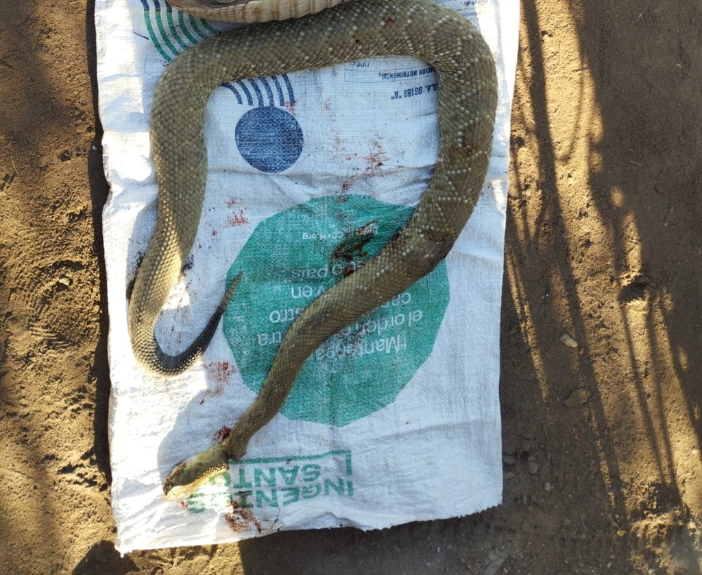 Basilisk Rattlesnake from 63458 Nay., México on December 16, 2024 at 07 ...