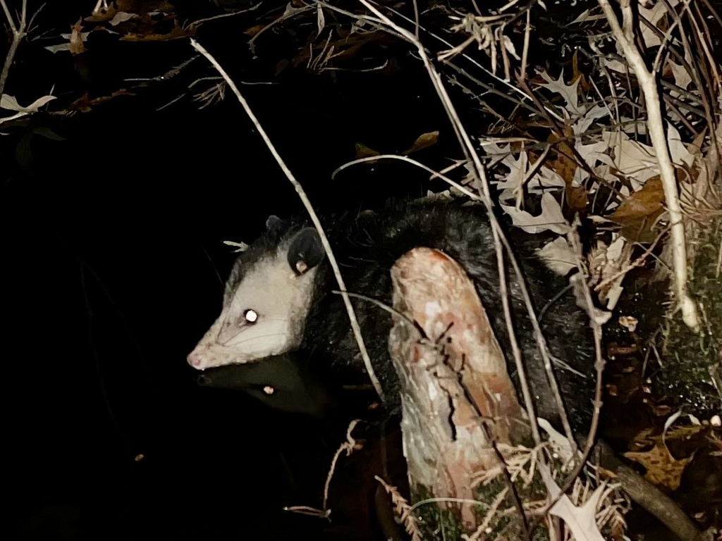 Virginia Opossum from The Pines Trail, Midway, AL, US on December 18 ...