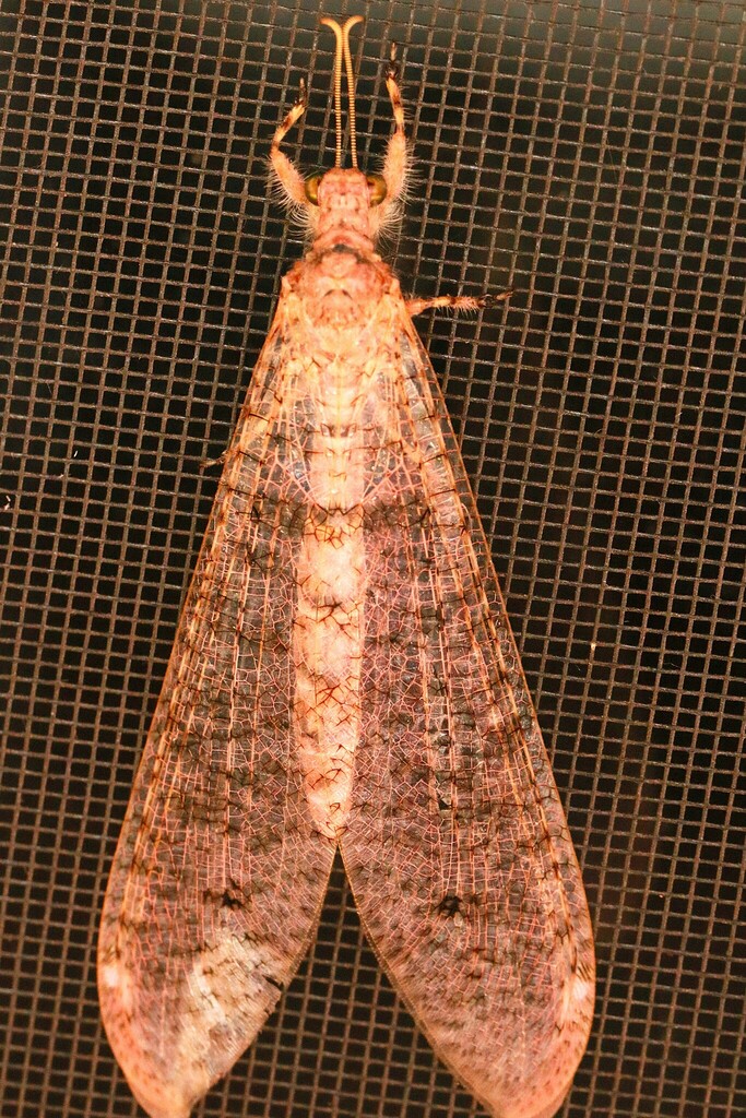 Winged and Once-winged Insects from Blackall QLD 4472, Australia on ...