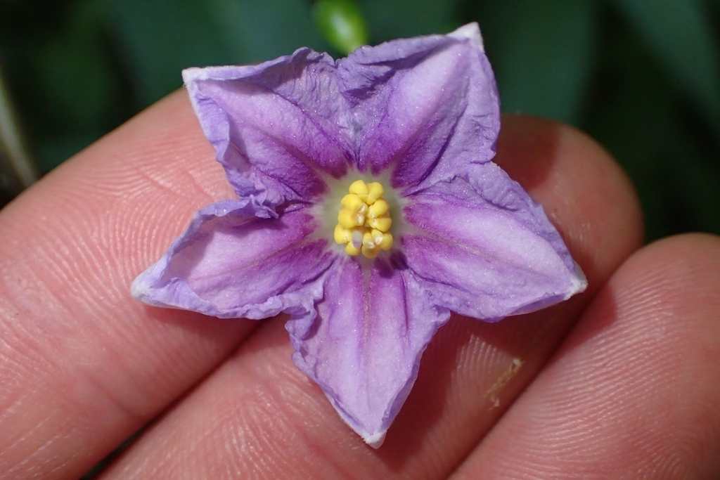 New Zealand nightshade from Waioeka 3197, New Zealand on December 13 ...