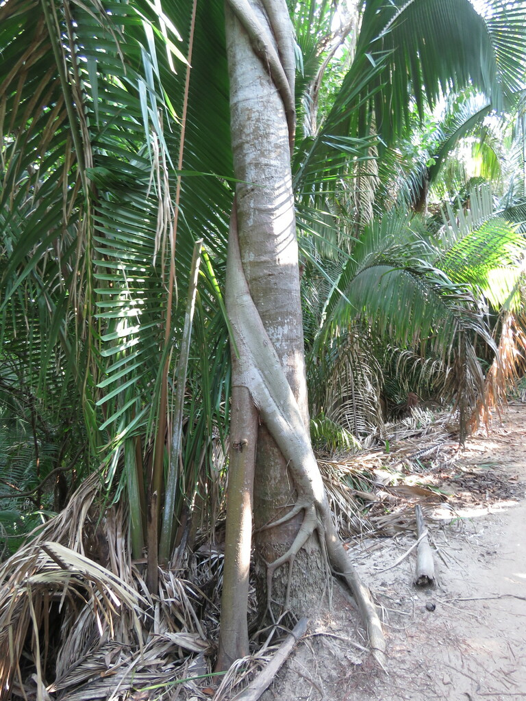 Figs in December 2024 by Clayton H. Ziemke. matapalo strangling palm ...