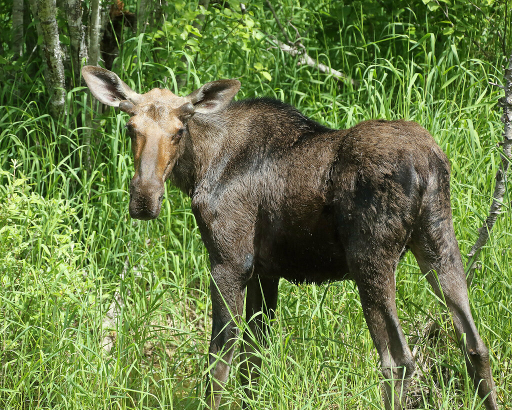 Moose from Shoshone County, ID, USA on June 12, 2019 at 10:51 AM by ...