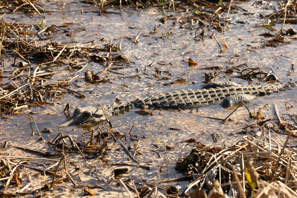 American Alligator from Matagorda County, TX, USA on December 16, 2024 ...