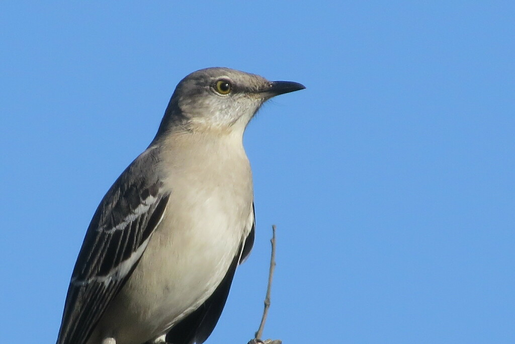 Northern Mockingbird from Batiquitos Lagoon, California, USA on ...