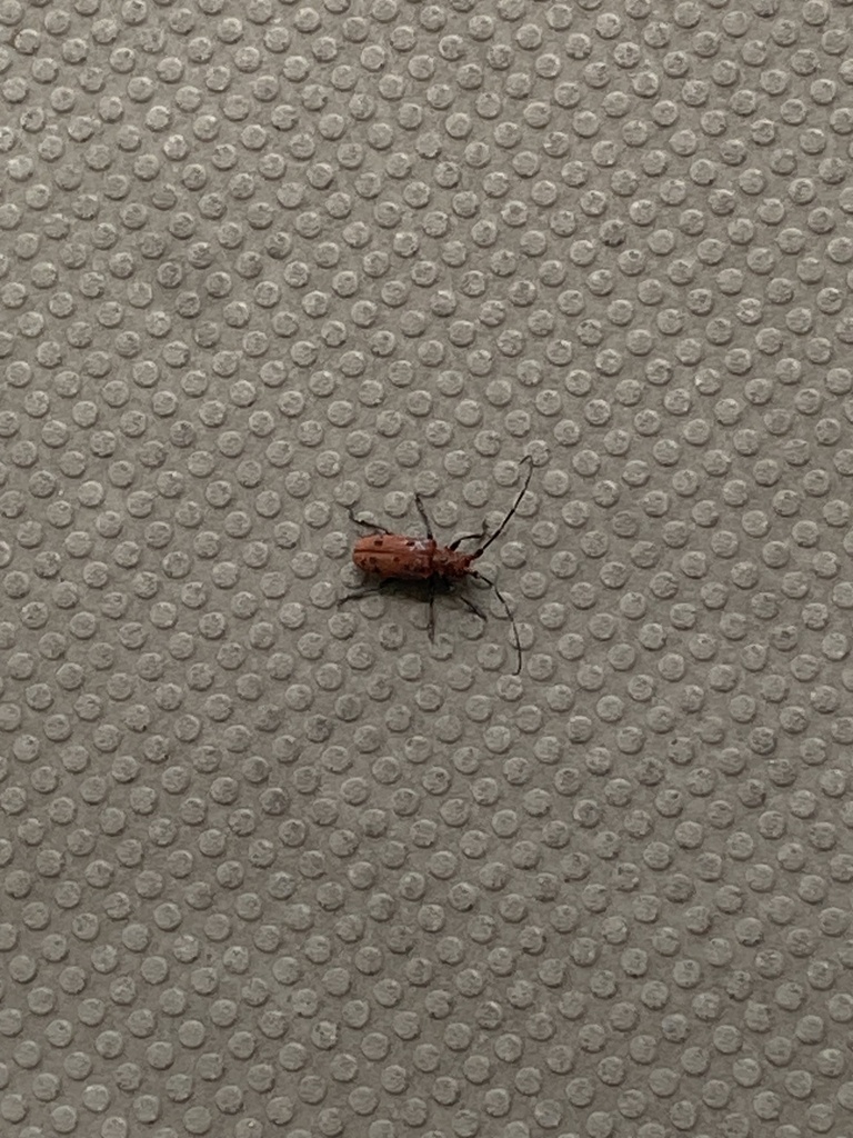 Red-spotted Longicorn Beetle from 本州, 港区, 東京都, JP on May 26, 2024 at 12 ...