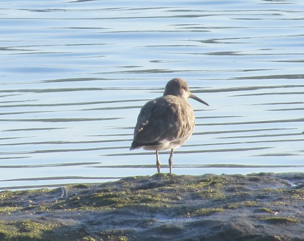 Willet from Batiquitos Lagoon, California, USA on December 18, 2024 at ...