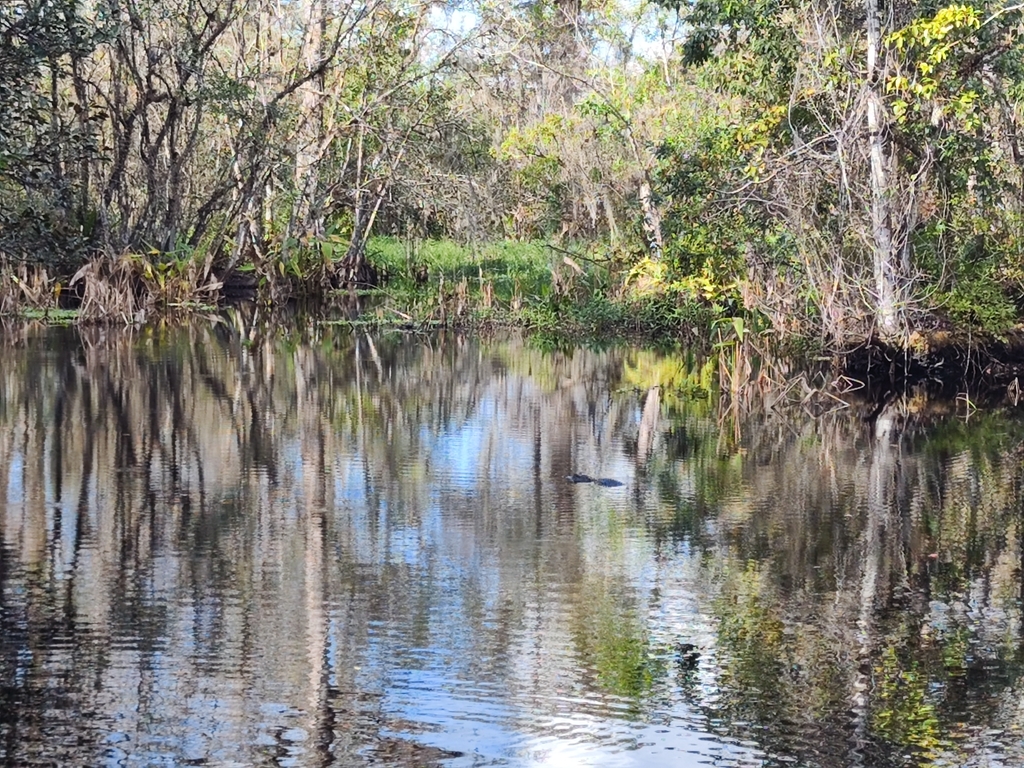 American Alligator from Naples, Florida 34120, USA on December 18, 2024 ...