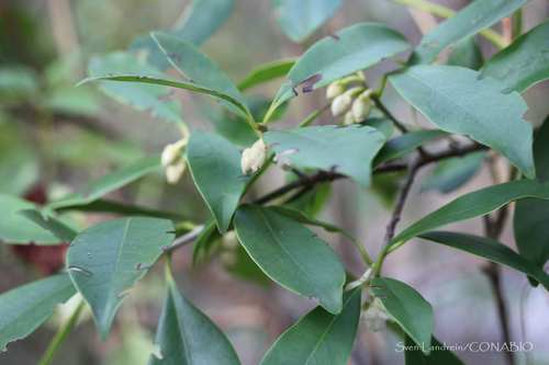 Capulincillo (Ternstroemia sylvatica) · NaturaLista Colombia