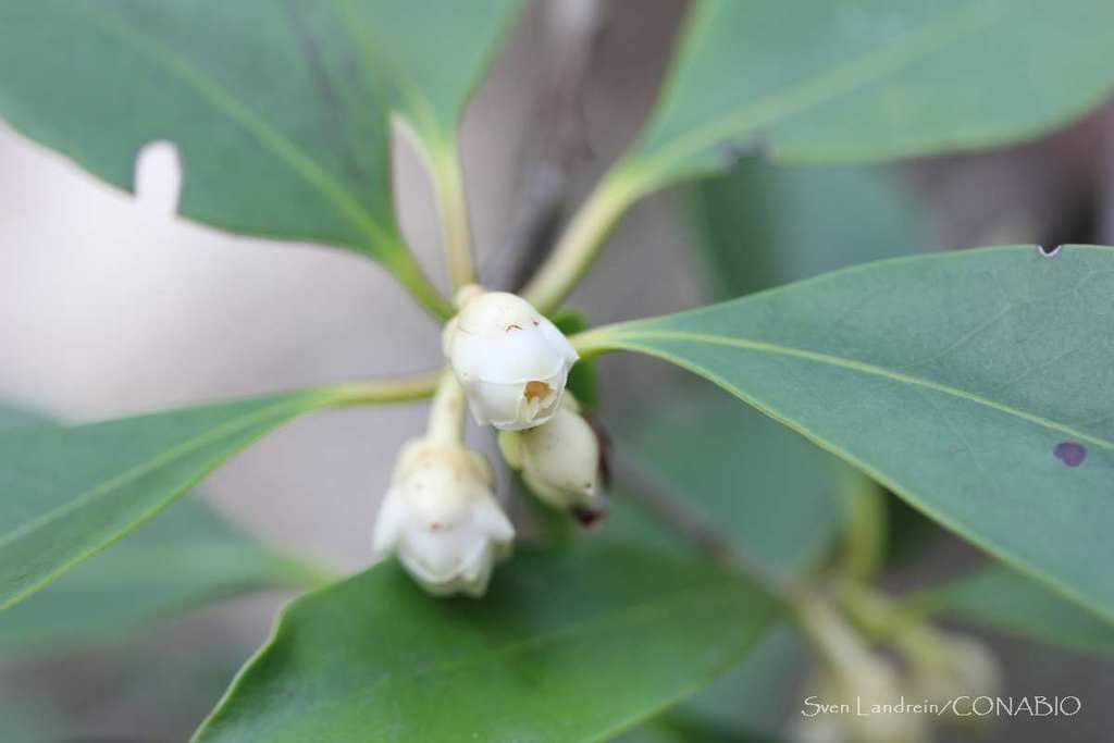 Ternstroemia sylvatica: plant details - WorldFloraDB