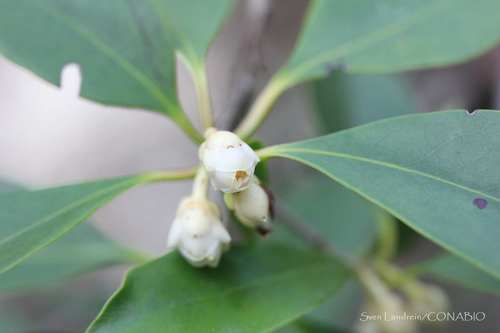 Capulincillo (Ternstroemia sylvatica) · NaturaLista Colombia