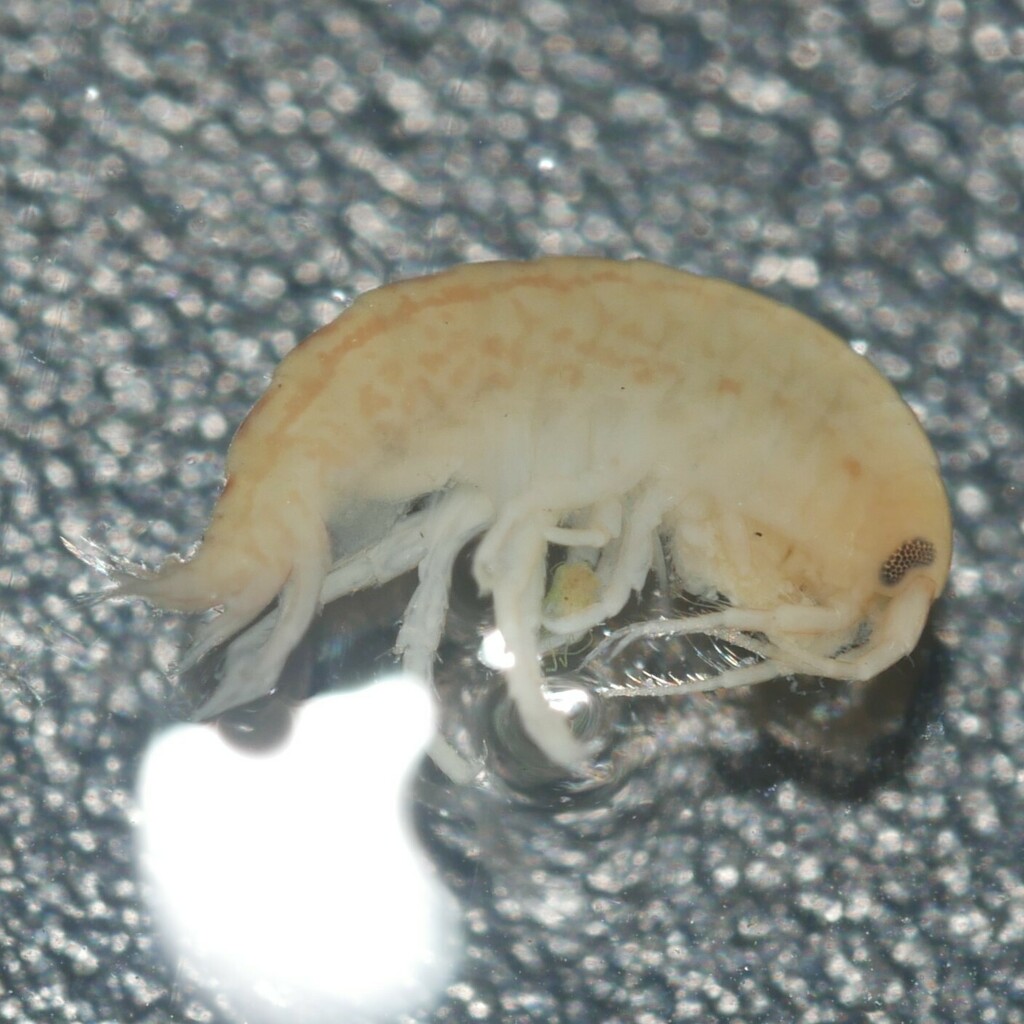 Gammarus from Accomack County, VA, USA on December 18, 2024 at 11:36 PM ...