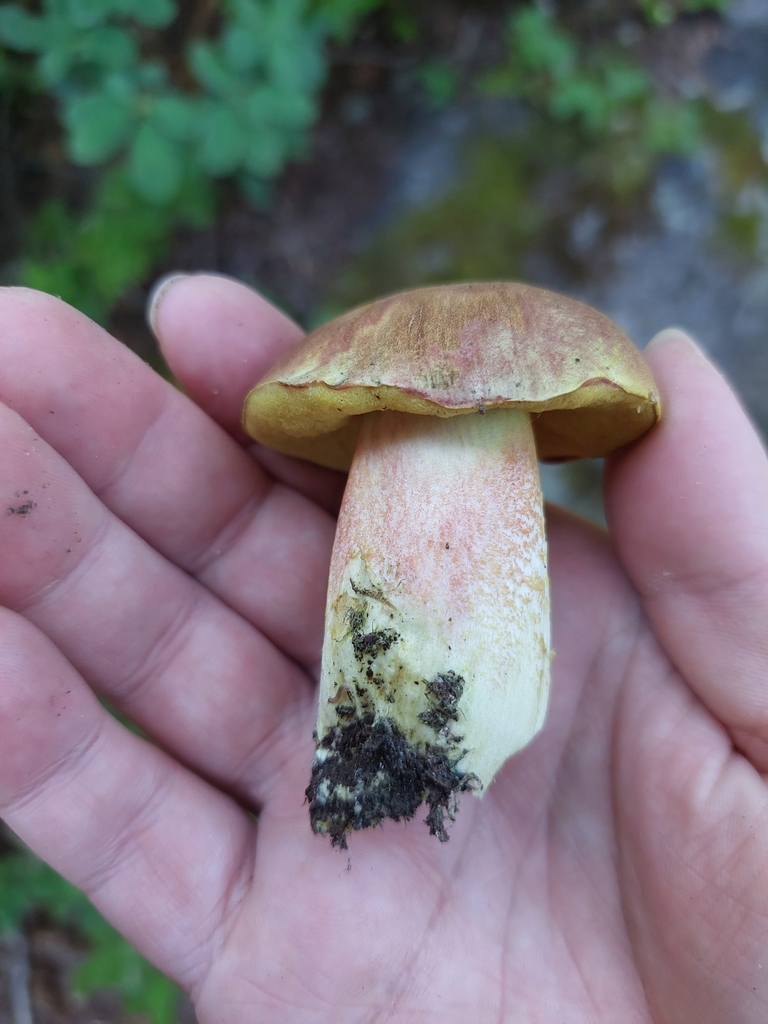 Smith's Bolete from Naples, ID 83847, USA on July 24, 2024 at 01:07 PM ...