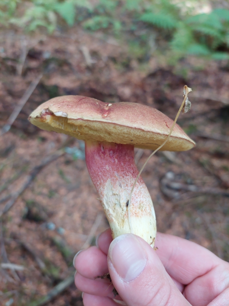 Smith's Bolete from Coeur d'Alene, ID 83814, USA on August 25, 2024 at ...