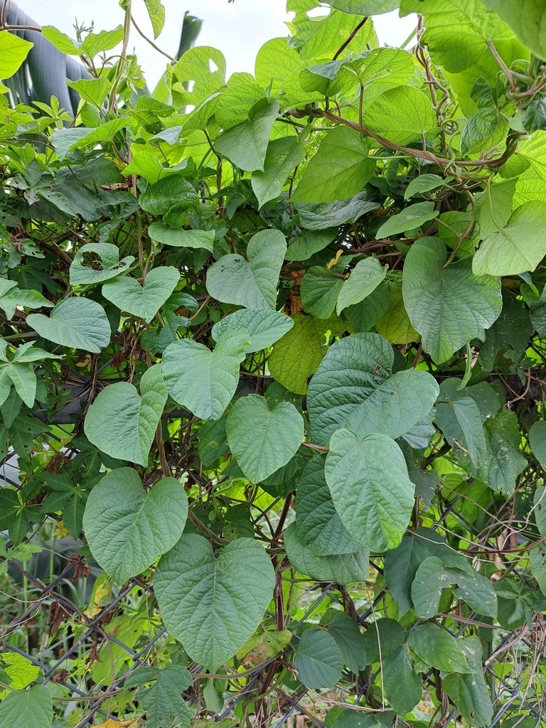 Turpeth from 831台灣高雄市大寮區義和里 on December 19, 2024 at 01:19 PM by vrxz ...