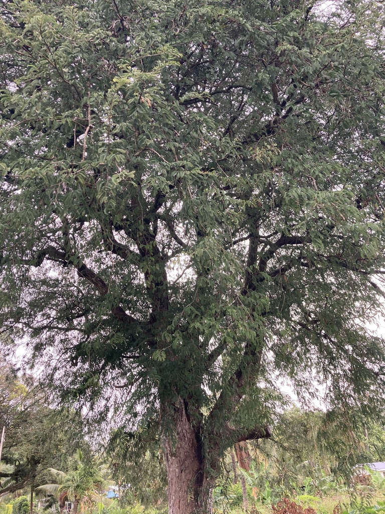 Tamarind from Inave Tapere, Arorangi, Cook Islands on October 20, 2024 ...