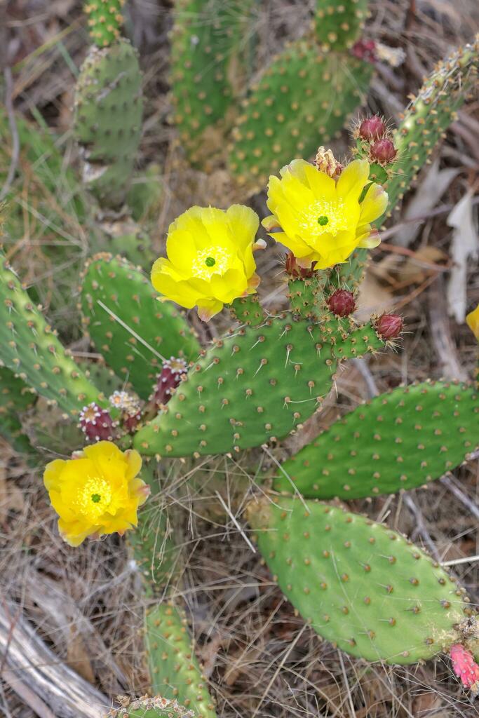 Opuntia puberula from Kurting VIC 3517, Australia on December 10, 2024 ...