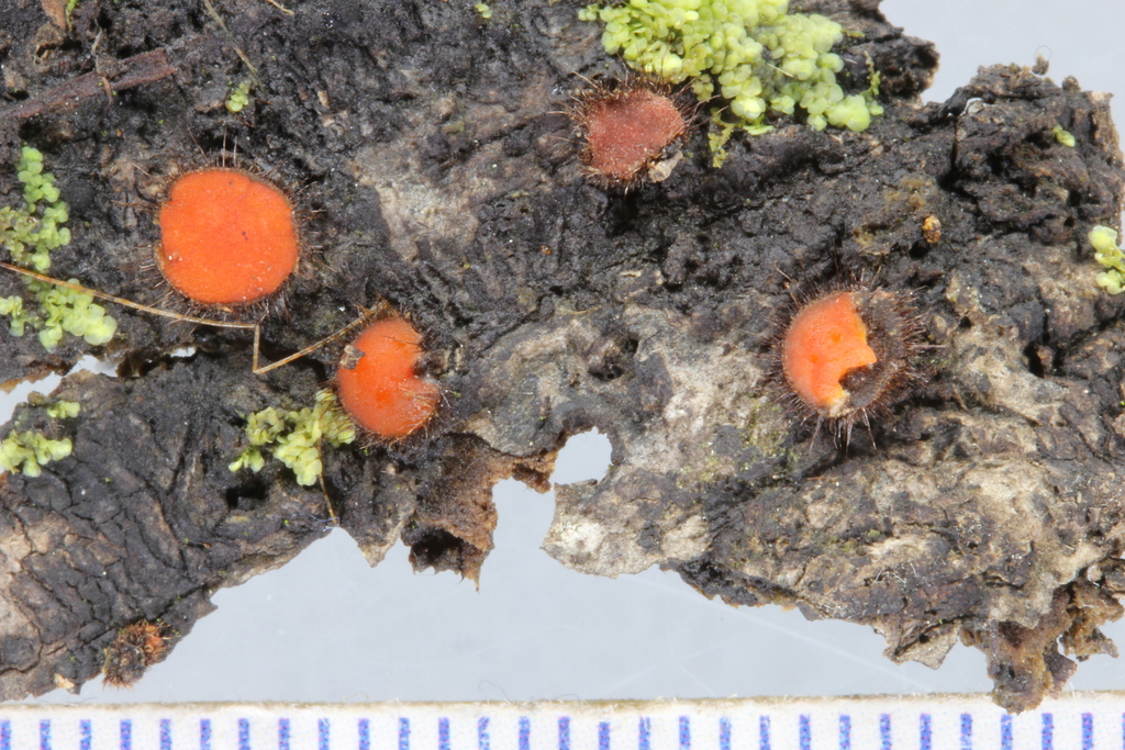 Eyelash cups from Orokonui Ecosanctuary - Te Korowai o Mihiwaka 600 ...