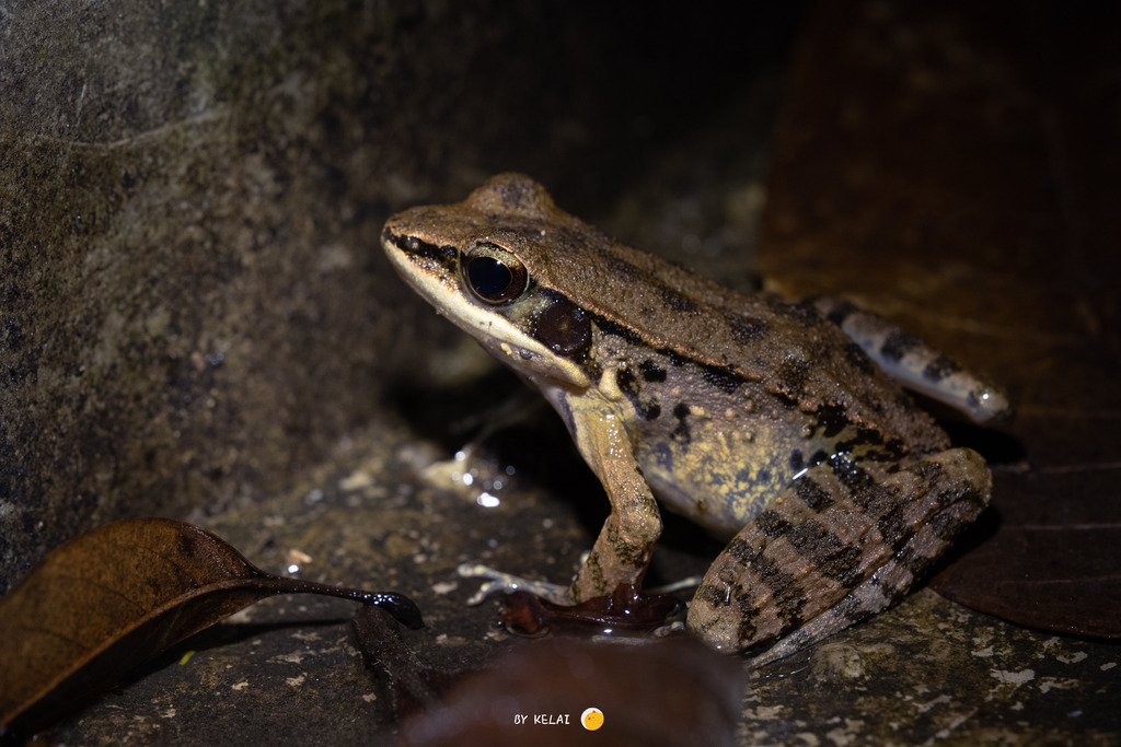 Fine-spined Frog in August 2023 by leekelai · iNaturalist