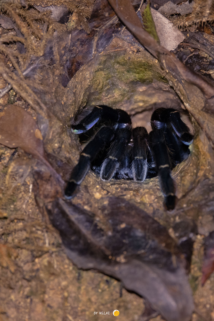 Chinese Black Earth Tiger Tarantula in August 2023 by leekelai ...