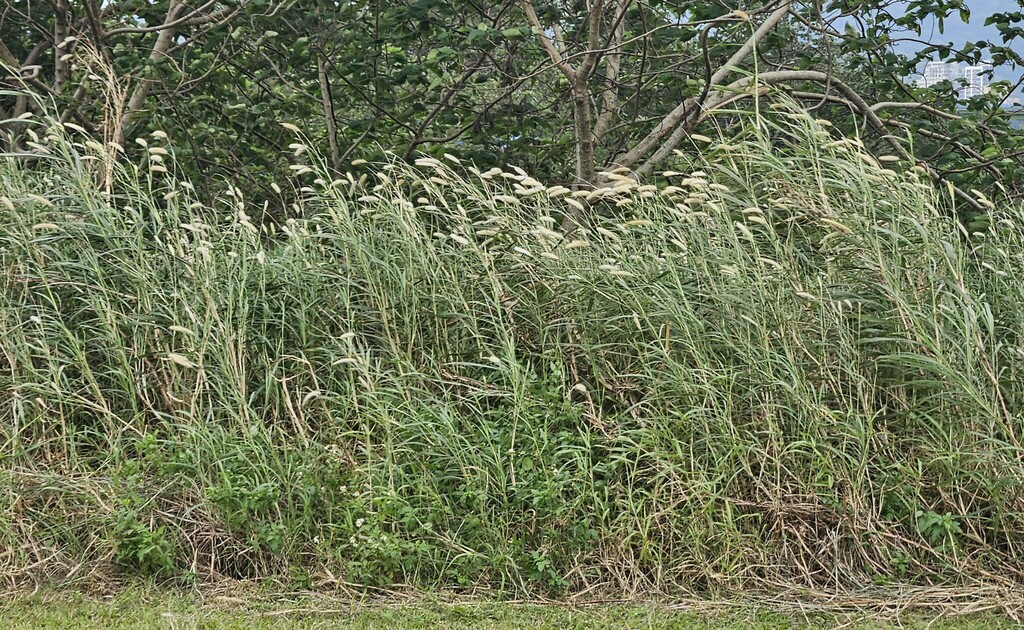 Wild Cane from 台灣臺北 on December 17, 2024 at 02:48 PM by 胡正恆(Jackson Hu ...