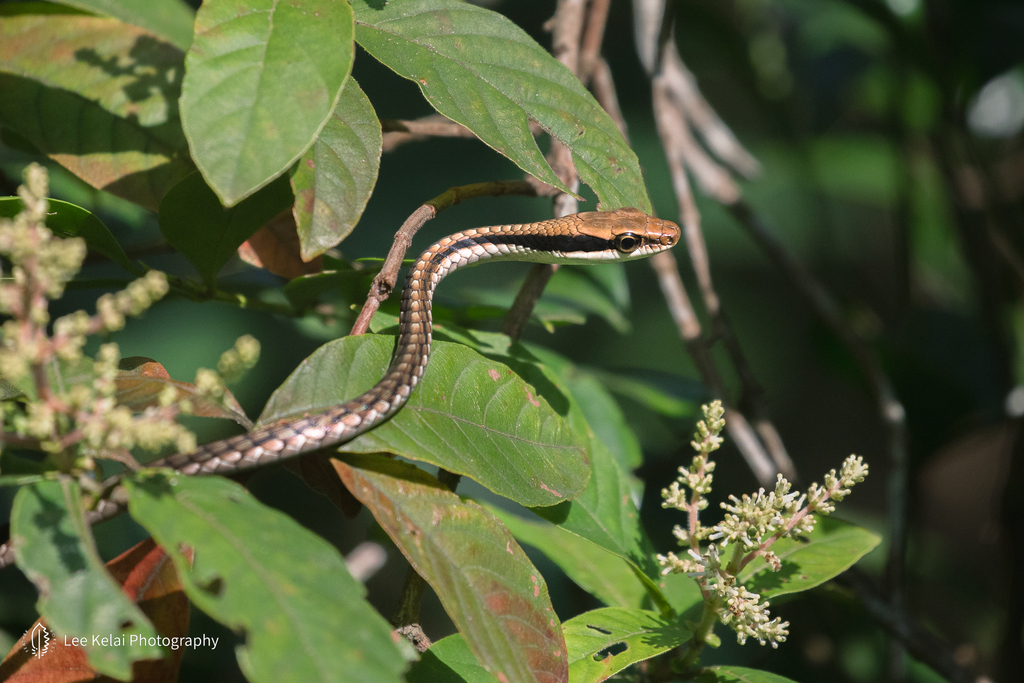 Vietnamese Bronzeback in February 2021 by leekelai · iNaturalist