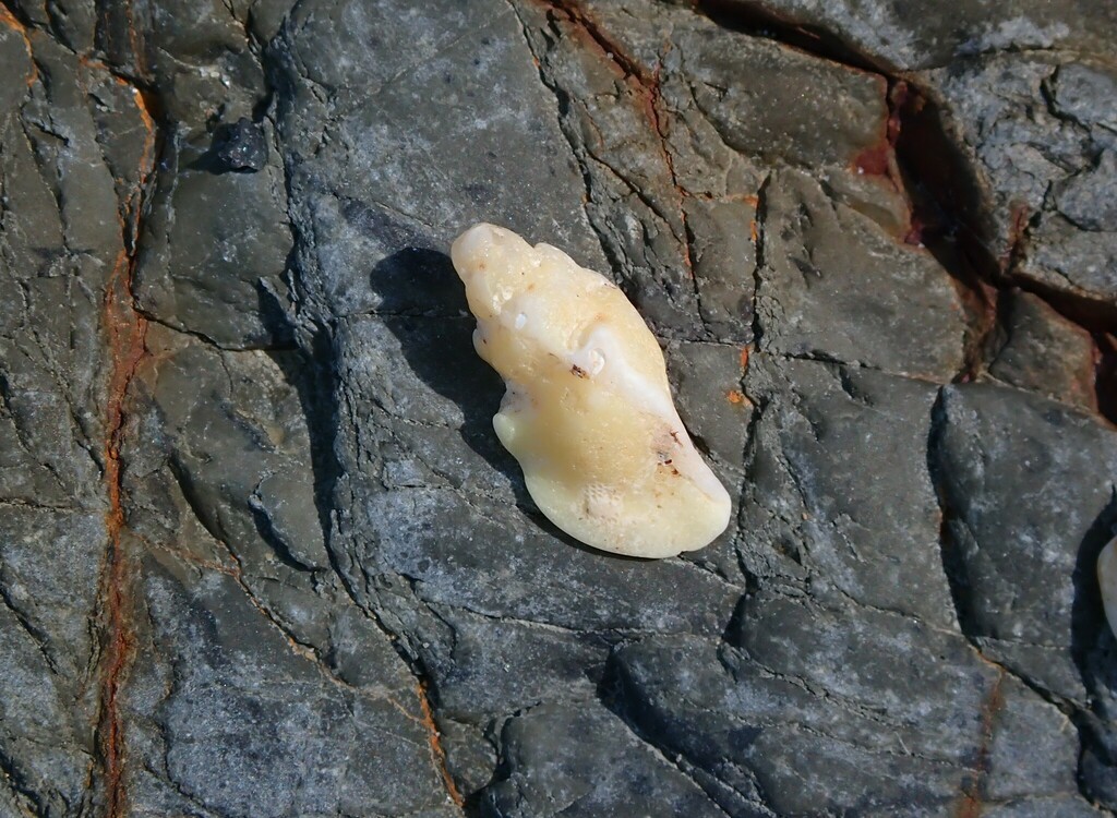 Prototyphis angasi from Woolgoolga NSW 2456, Australia on December 19 ...