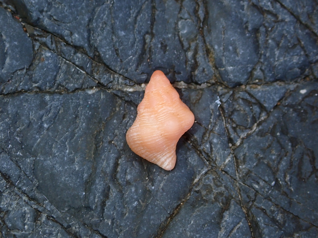 Mipus arbutum from Woolgoolga NSW 2456, Australia on December 19, 2024 ...