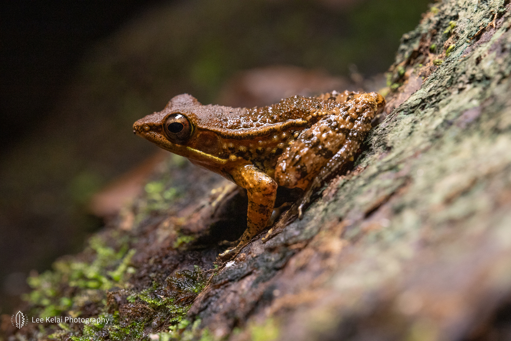 Fine-spined Frog in February 2021 by leekelai · iNaturalist