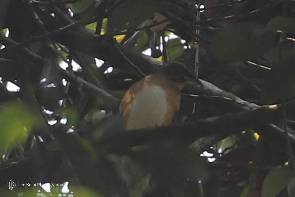 Eyebrowed Thrush in February 2021 by leekelai · iNaturalist