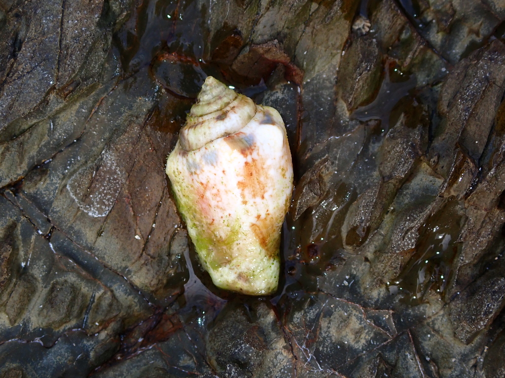 Variable Stromb from Woolgoolga NSW 2456, Australia on December 19 ...