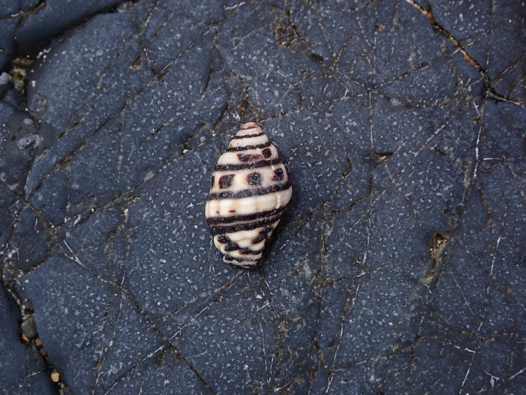 Engina lineata from Woolgoolga NSW 2456, Australia on December 19, 2024 ...