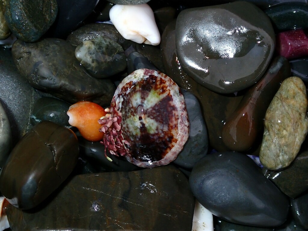 Patelloida mufria from Woolgoolga NSW 2456, Australia on December 19, 2024 at 04:58 PM by Adrian ...