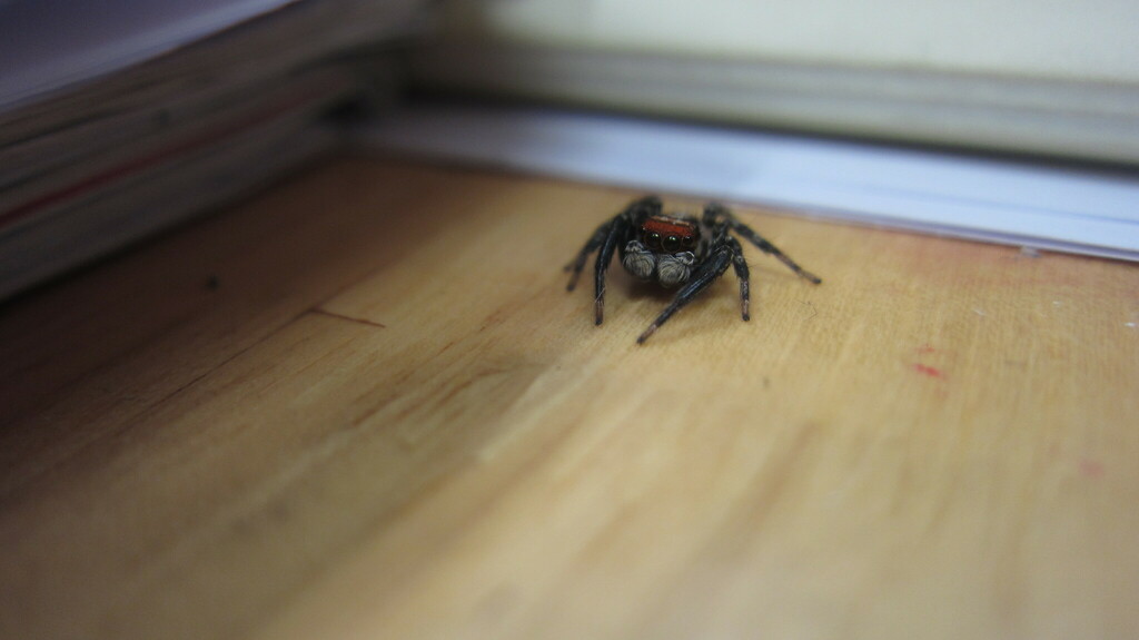 Plexippus setipes in December 2023 by shikiiiiiiiiiiii · iNaturalist