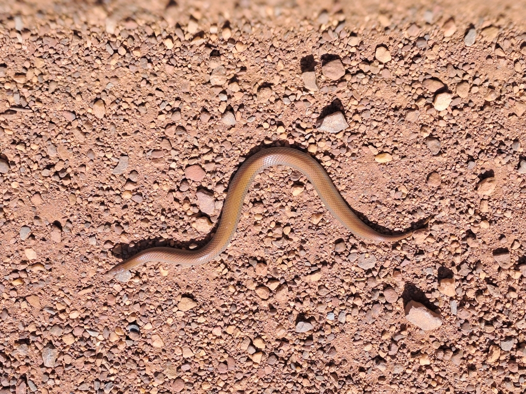 Common Slug-eater from Cape Agulhas Municipality, South Africa on ...