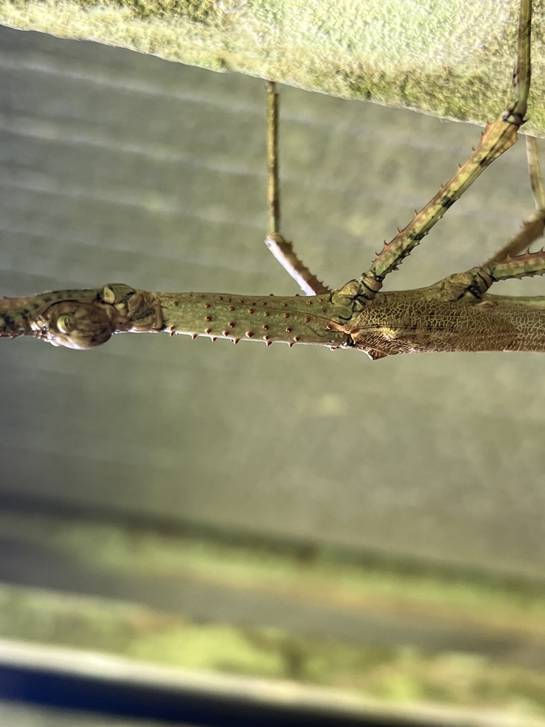 Strong Stick Insect from Chesney Rd, Bartle Frere, QLD, AU on December ...