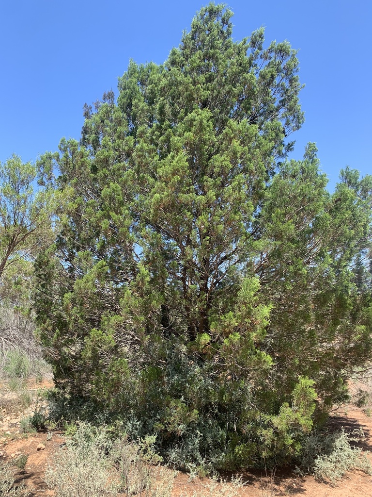 Slender Cypress-pine from Ponde St, Cardross, VIC, AU on December 19 ...