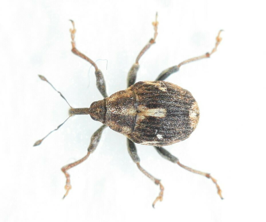 Datonychus arquata from Любучаны, Московская обл., Россия, 142380 on ...