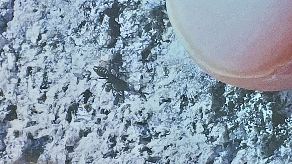 Antarctic Midge from Two Hummock Island, Antarctica (general), AQ on ...
