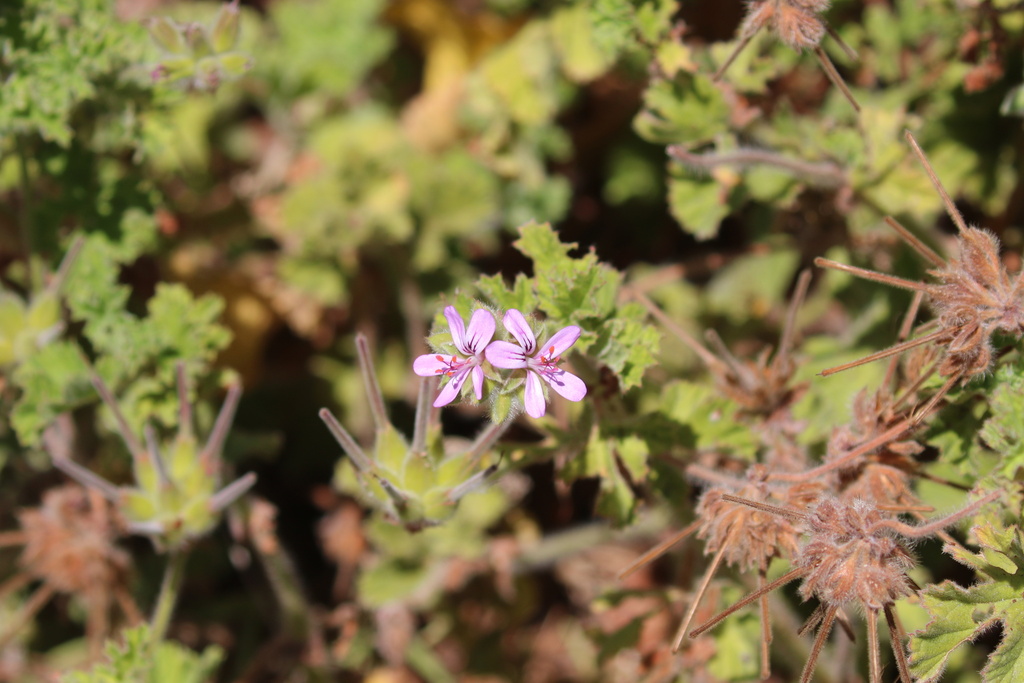 rose-scented geranium from Hemelhoog Street, Velddrif, Western Cape, ZA ...