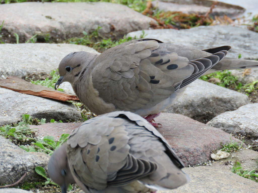 Torcaza común (Naturaleza en el Refugio del Agua-Mallín de Barrio Norte ...