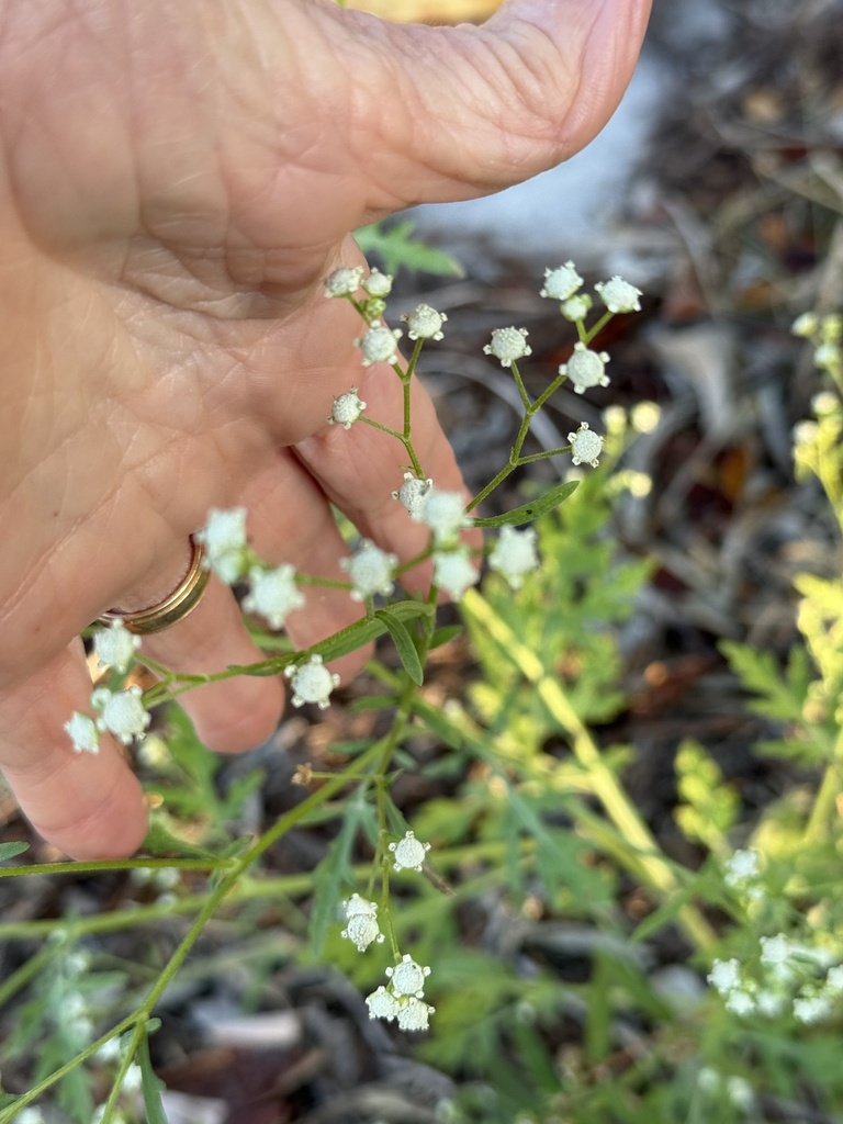 Santa Maria feverfew from Sanibel Island, Sanibel, FL, US on December ...